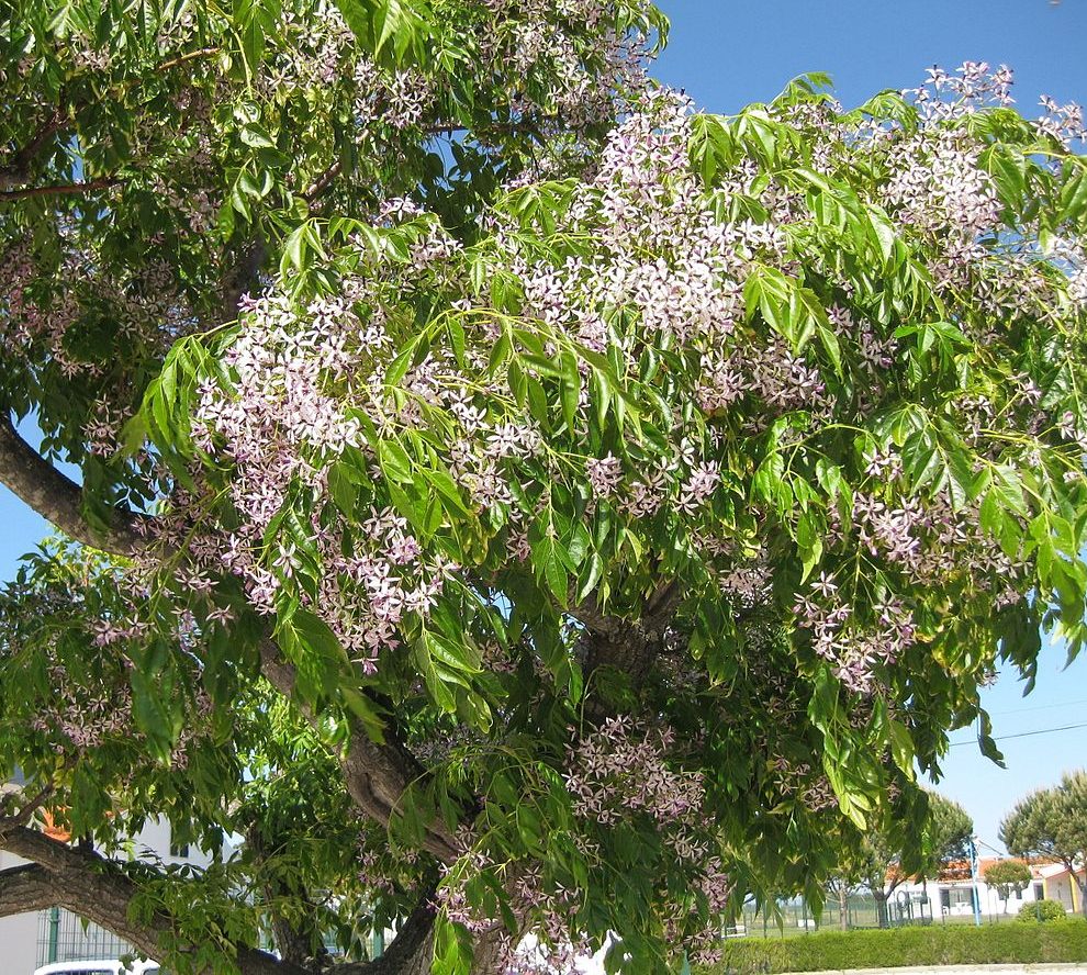 Plant Profile: Chinaberry Tree (Melia azedarach)