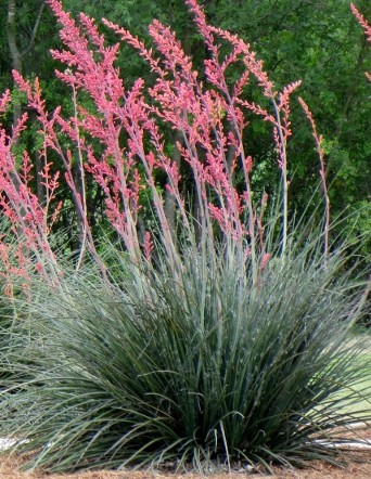 Plant Profile: Redflower False Yucca (Hesperaloe parviflora ...