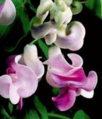 Plant Profile: Caracalla Bean (Vigna caracalla) – KarensGardenTips.com