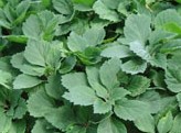 Plant Profile: Allegheny Spurge (Pachysandra procumbens ...