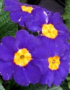 Primroses (Primula spp.) for the Garden – KarensGardenTips.com