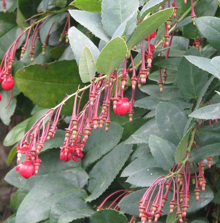 Plant Profile: Coral Plant (Berberidopsis corallina) – KarensGardenTips.com