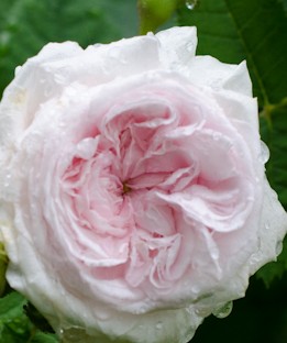 Plant Profile: Rose ‘Felicite Parmentier’ – KarensGardenTips.com