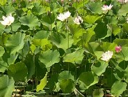Plants of the Bible: Lotus (Nelumbo nucifera) – KarensGardenTips.com