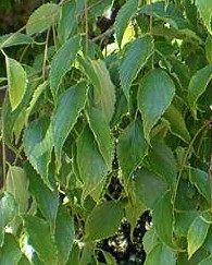 Plant Profile: European Hackberry (Celtis australis) – KarensGardenTips.com