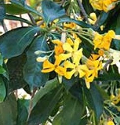 Plant Profile: Sweetshade (Hymenosporum flavum) – KarensGardenTips.com