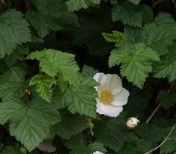 Best Flowering Brambles (Rubus spp) for the Garden – KarensGardenTips.com