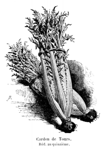 History of Vegetables: Cardoon (Cynara cardunculus) – KarensGardenTips.com