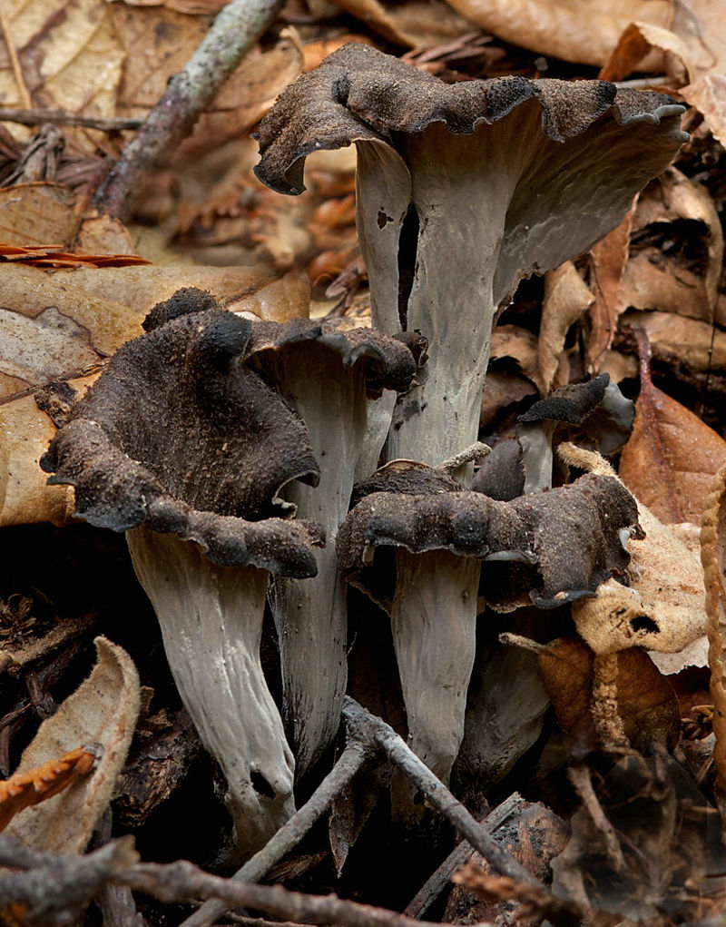 Edible Mushrooms: The Horn of Plenty (Craterellus cornucopioides ...
