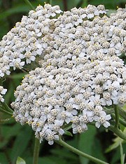 Plant Profile: White Yarrow (Achillea grandifolia) – KarensGardenTips.com