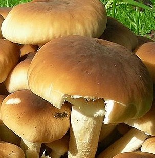 Edible Mushrooms: The Poplar Agrocybe (Cyclocybe aegerita aka Agrocybe ...