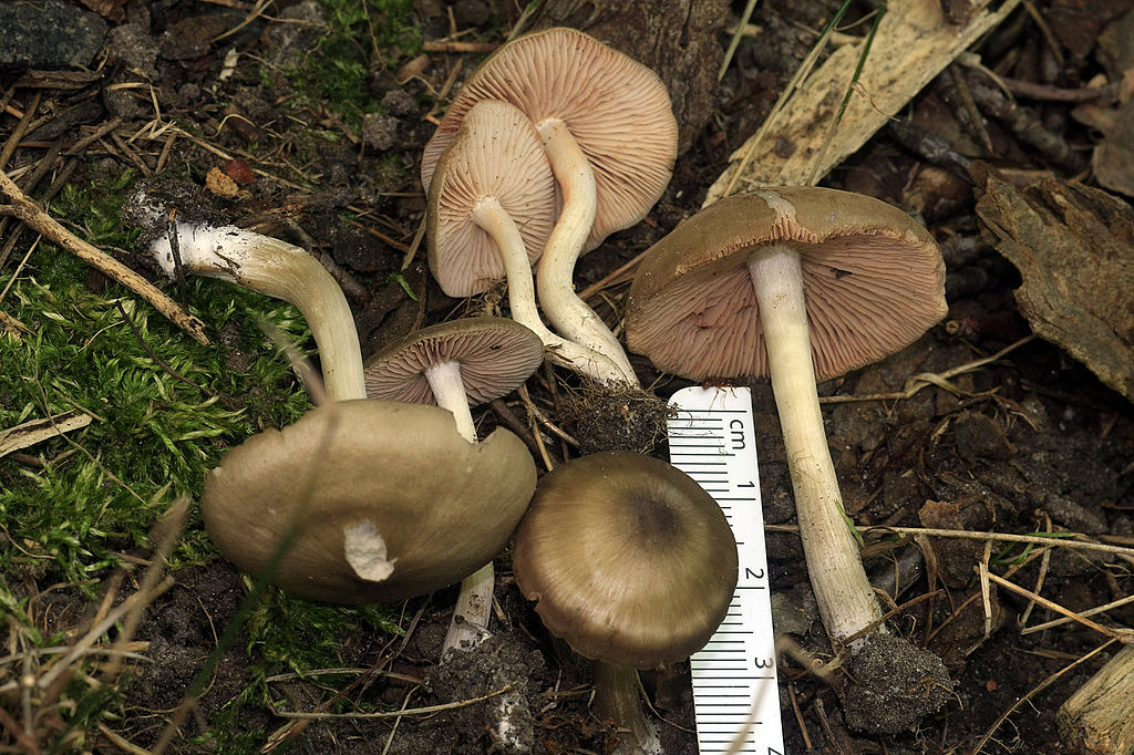 Edible Mushrooms: Shield-Shaped Entoloma (Entoloma clypeatum ...