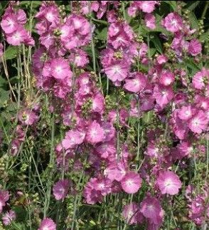 Plant Profile: Checkerbloom aka Praire Mallow (Sidalcea malviflora ...