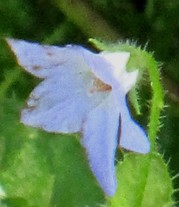 Plant Profile: Borago laxiflora (aka B. pygmaea) – KarensGardenTips.com