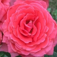 Plant Profile: Rose America – KarensGardenTips.com