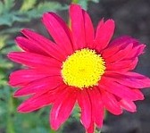 Plant Profile: Painted Daisy (Tanacetum coccineum aka Chrysanthemum ...