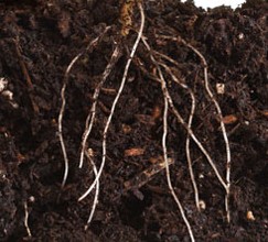 Using Auxins for Stem Cuttings – KarensGardenTips.com