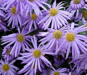 Plant Profile: Thompson’s Aster (Aster thomsonii) – KarensGardenTips.com