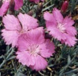 Plant Profile: Cheddar Pink (Dianthus gratianopolitanus ...
