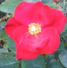 Plant Profile: Rose Altissimo – KarensGardenTips.com