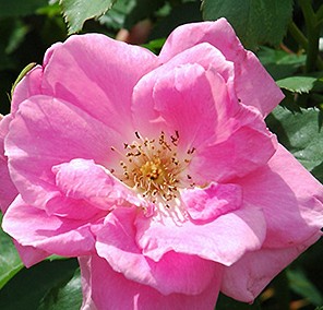 Earth Kind Roses: Largest Flowers – KarensGardenTips.com