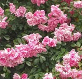 Earth-Kind Roses: Climbers – KarensGardenTips.com