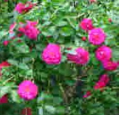 Explorer Series: Red Roses – KarensGardenTips.com