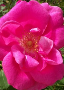 Plant Profile: Rose ‘Frontenac’ – KarensGardenTips.com