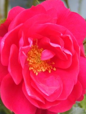Explorer Series: Climbing Roses – KarensGardenTips.com