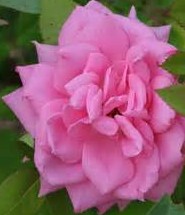 Explorer Series: Pink Roses – KarensGardenTips.com