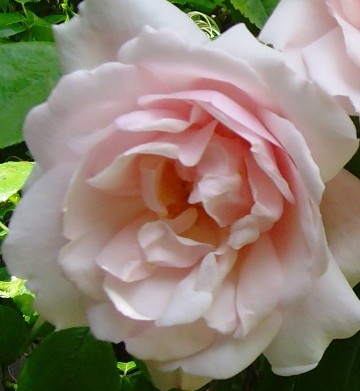 Earth-Kind Roses: Climbers – KarensGardenTips.com