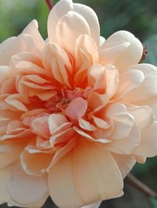 Earth-Kind Roses: Polyanthas – KarensGardenTips.com