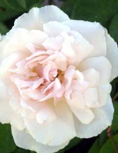 Earth-Kind Roses: Old Garden Roses – KarensGardenTips.com