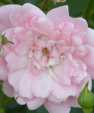 Earth-Kind Roses: Polyanthas – KarensGardenTips.com