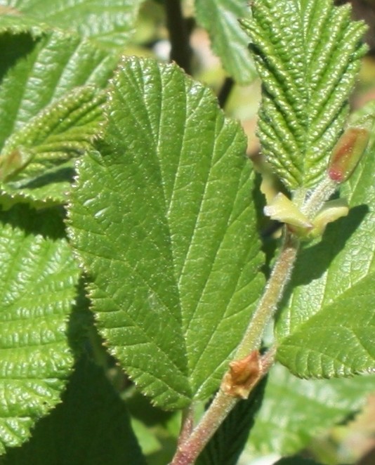 Plant Profile: Speckled Alder (Alnus incana subsp. rugosa ...