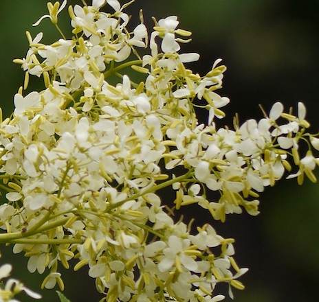 Plant Profile: Flowering Ash (Fraxinus dipetala) – KarensGardenTips.com