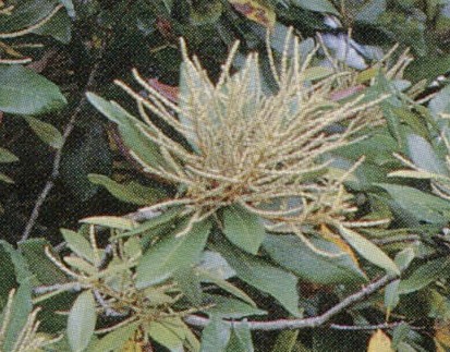 Plant Profile: Tan Oak (Notholithocarpus densiflorus aka Lithocarpus ...