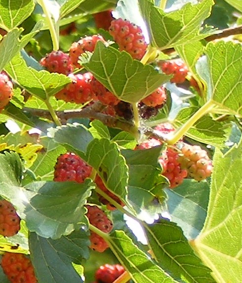 Plant Profile: Red Mulberry (Morus rubra) – KarensGardenTips.com
