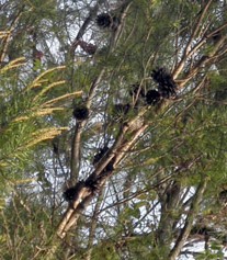 Plant Profile: Sand Pine (Pinus clausa) – KarensGardenTips.com