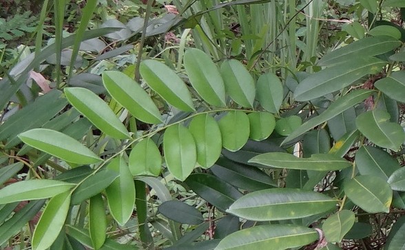 Plant Profile: Paradise Tree (Simarouba amara) – KarensGardenTips.com