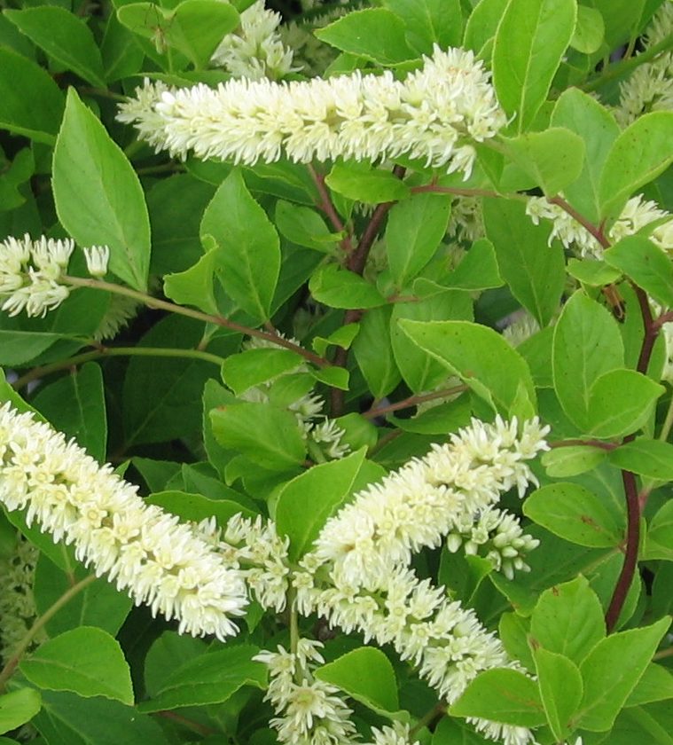 Plant Profile: Virgina Sweetspire (Itea virginica) – KarensGardenTips.com