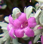 Plant Profile: Texas Ranger (Leucophyllum frutescens aka Terania ...
