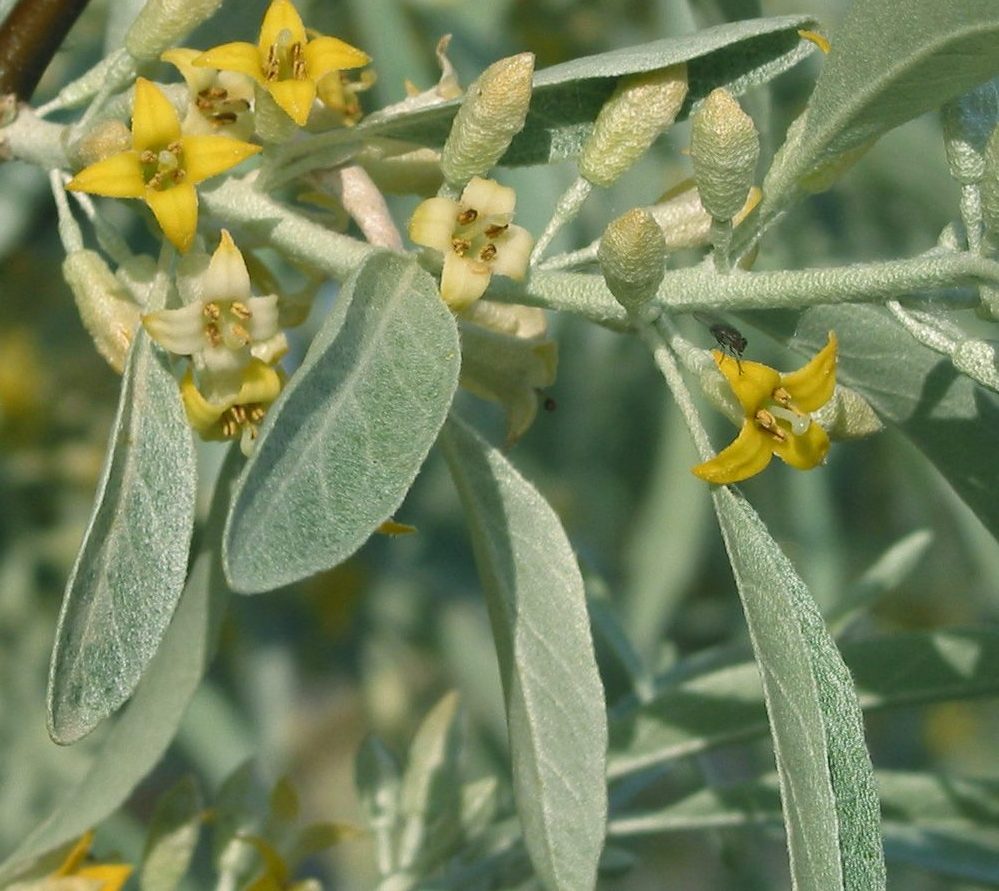 Plant Profile: Russian Olive (Elaeagnus angustifolia ...