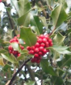 Invasive Plants and Their Native Alternatives: English Holly (Ilex ...