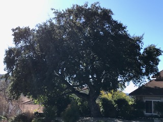 Plant Profile: Tan Oak (Notholithocarpus densiflorus aka Lithocarpus ...