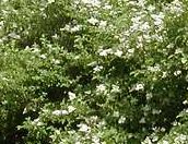Plant Profile: Amur Privet (Ligustrum amurense) – KarensGardenTips.com
