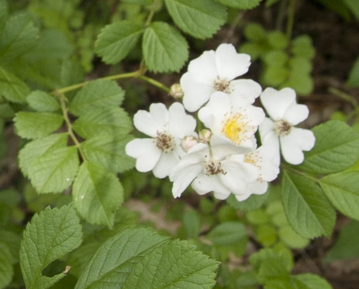 Weeds and Their Control: Multiflora Rose (Rosa multiflora ...