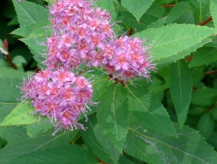 Plant Profile: Japanese Spirea (Spirea japonica) – KarensGardenTips.com