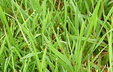 Weeds and Their Control: Marsh Bentgrass (Agrostis palustris ...