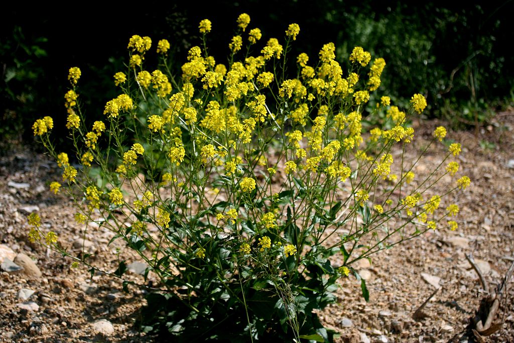 Weeds and Their Control: Yellow Rocket (Barbarea vulgaris ...